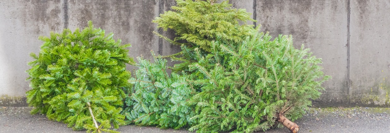 Christmas Tree Pick-Up - KCHI